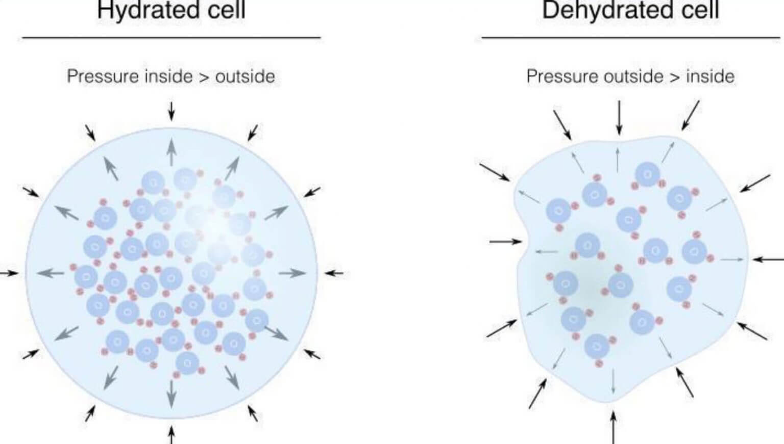 The Importance of Water - Kangen Water System | pH Clinic